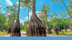 Treating wood for ground contact: A Comprehensive Approach - 2024